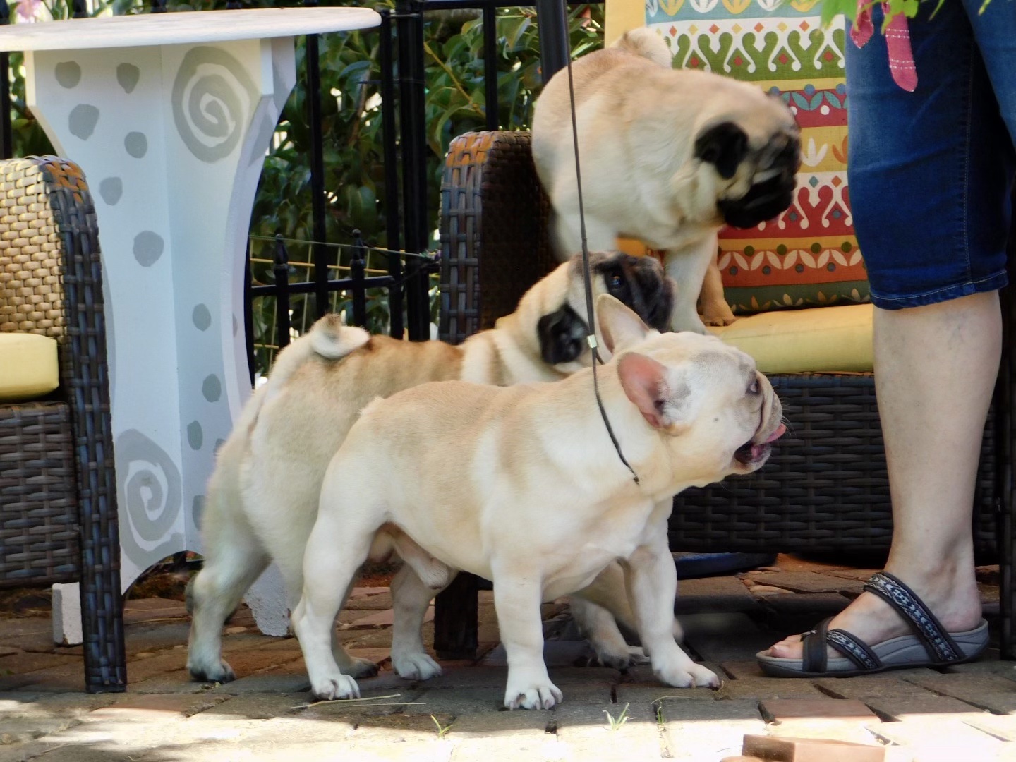 Stud Service – Northwest Pugs & French Bulldogs