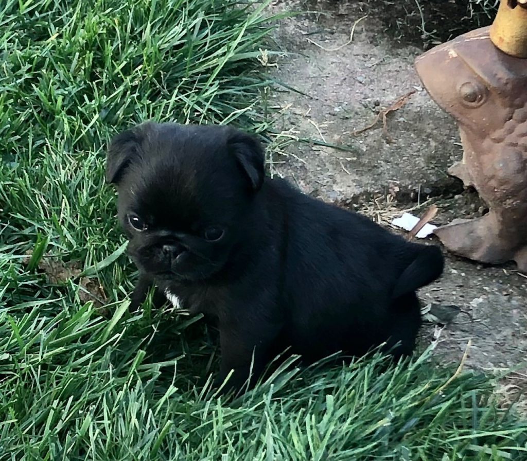 Available Pug Puppies – Northwest Pugs & French Bulldogs